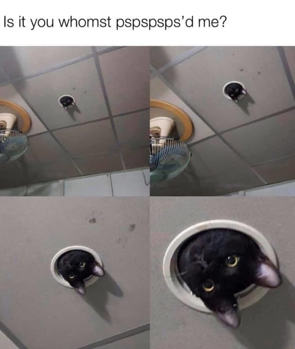 Ceiling Cat Evolved - 9GAG