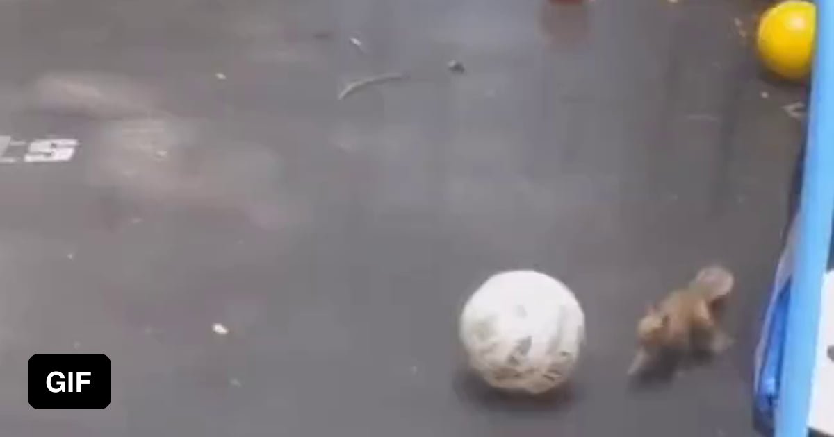 Squirrel rolling ball rolling squirrel rolling ball rolling... - 9GAG