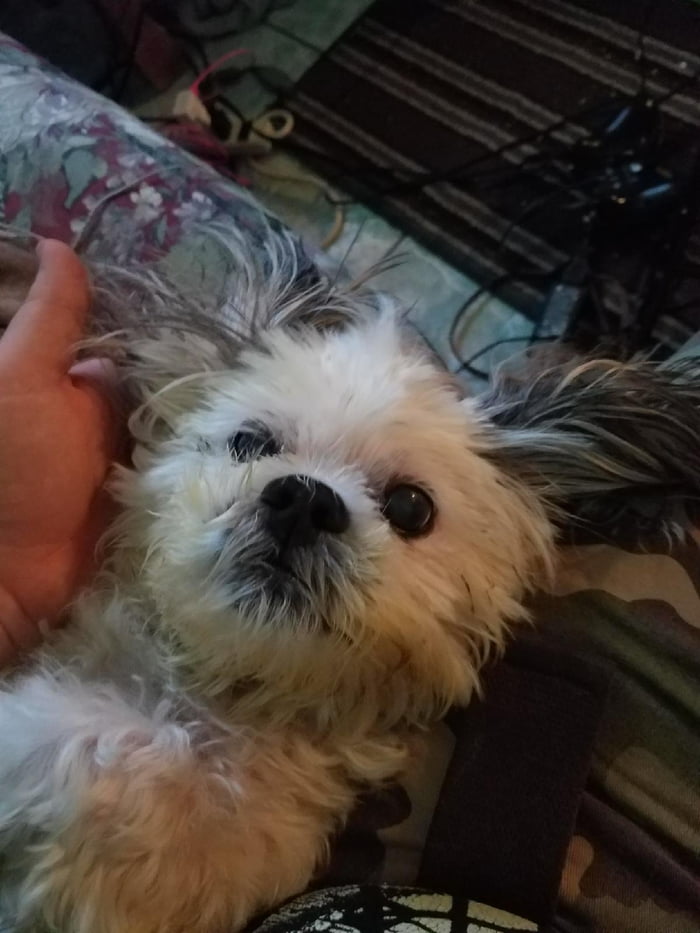 Glorious fluff - 9GAG