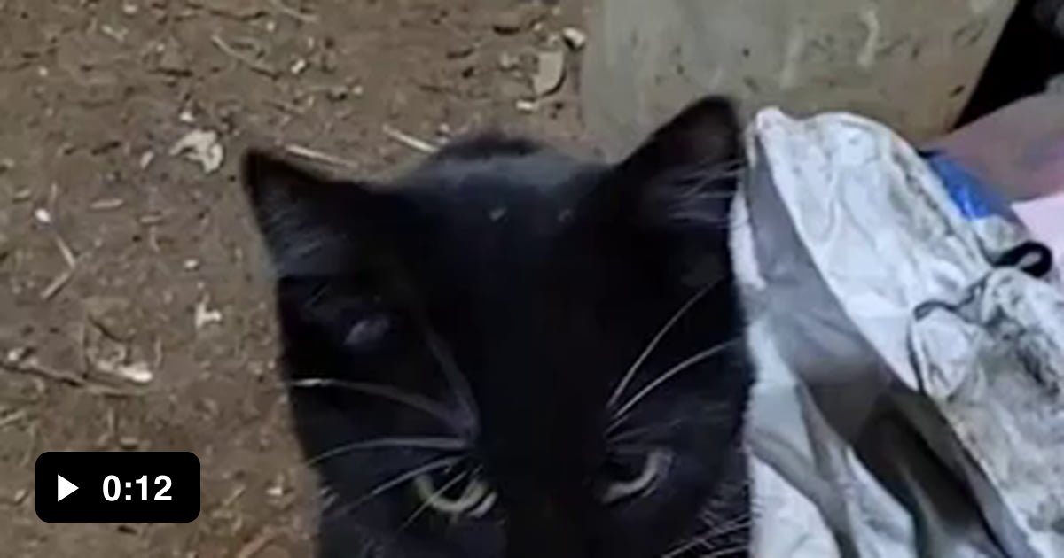 Up until this morning, this wild barn cat was afraid of people. After ...