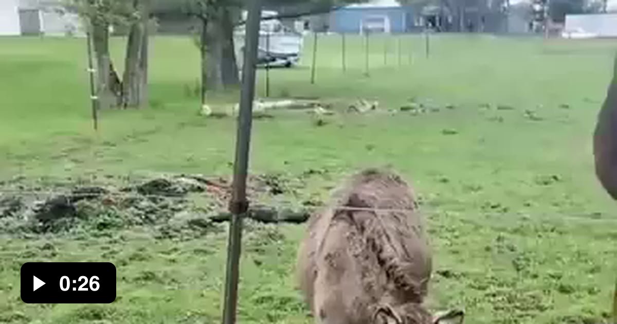 Donkey laughing at dog getting shocked - 9GAG