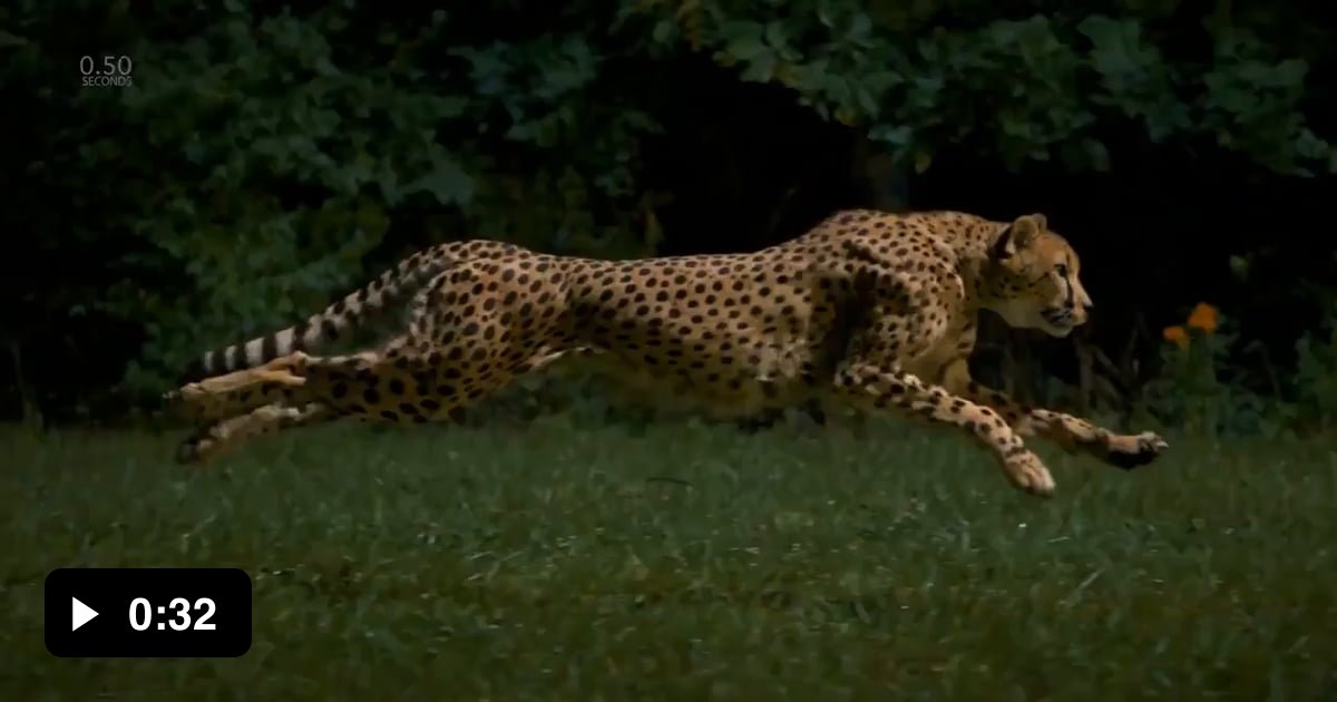 Incredible slow motion footage of a cheetah running at over 60mph (96km ...