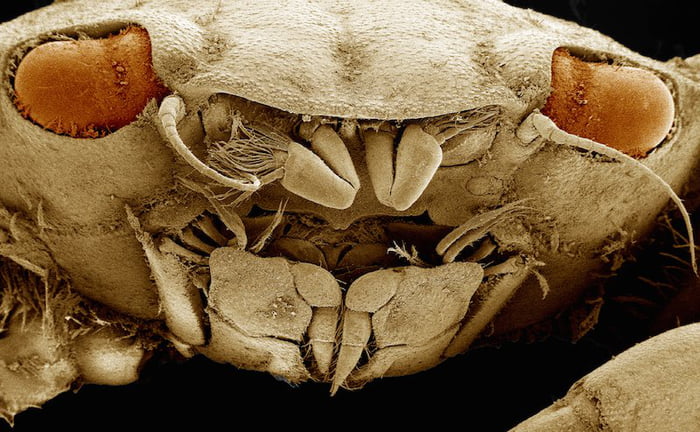 Close-up of a crab's face, photo by Gregory S. Paulson - 9GAG