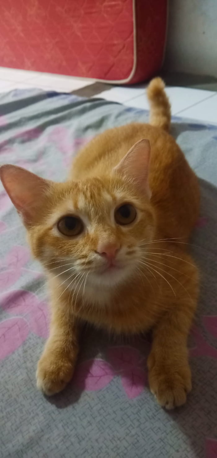 my-first-cat-say-hi-to-lala-9gag