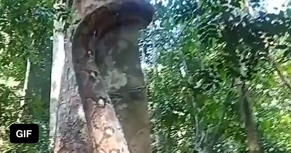 Python climbing a Tree. (from Twitter @F**king__lit) - 9GAG