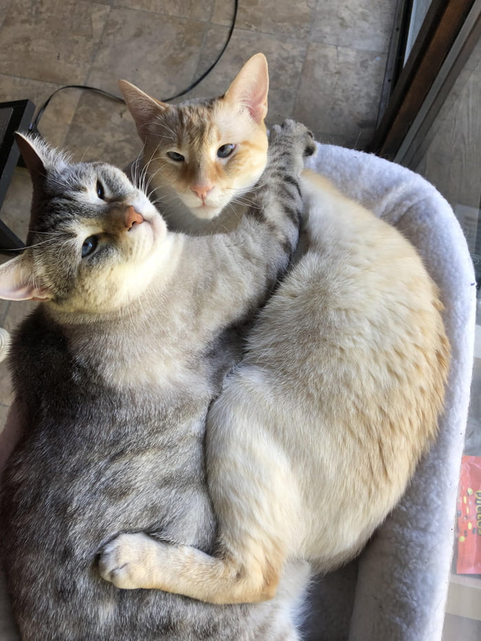 Cleo and Gram love to cuddle! - 9GAG