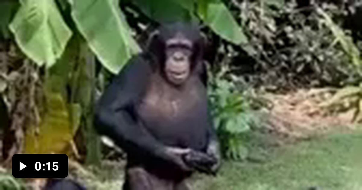 Monkey flying and controlling a drone - 9GAG