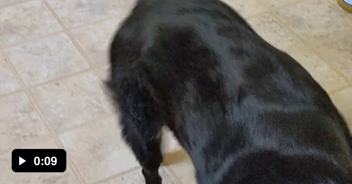 Molly's excited tippy taps! - 9GAG