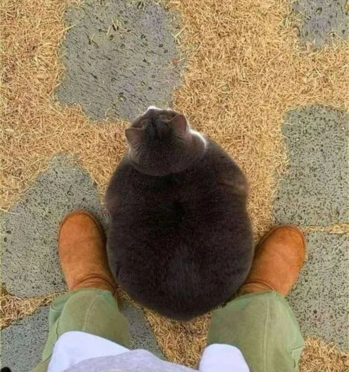 Chonk - 9GAG