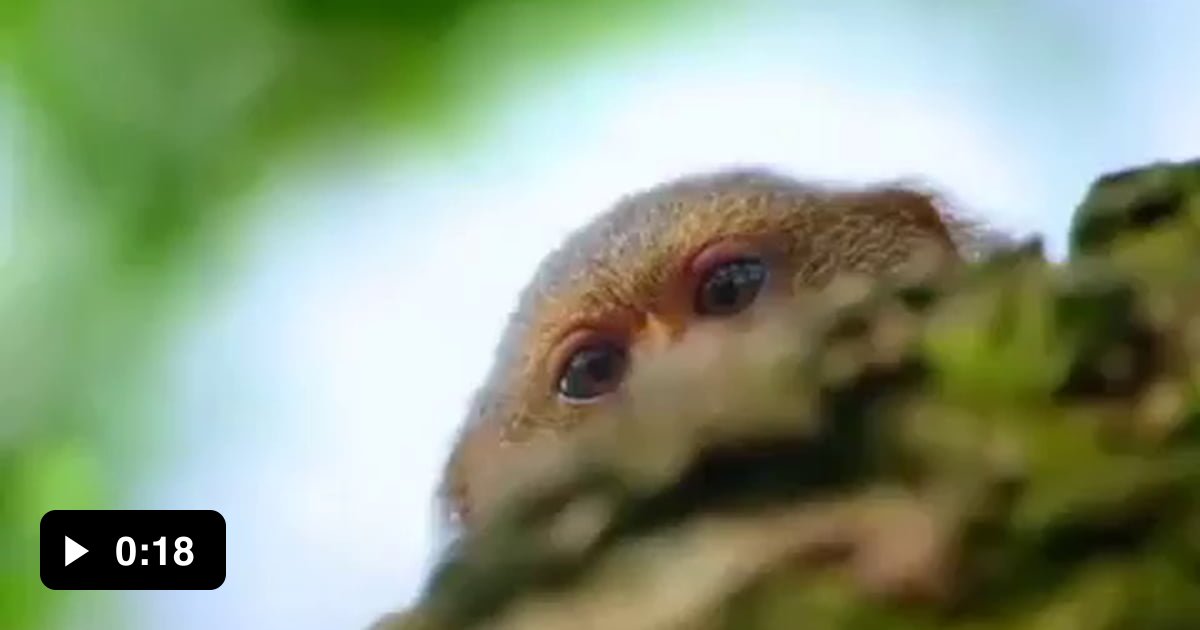 A young pygmy monkey discovering the existence of insects - 9GAG