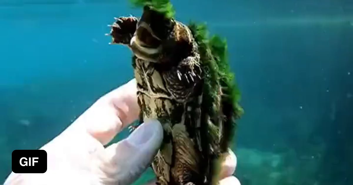 Little punk turtle. - 9GAG