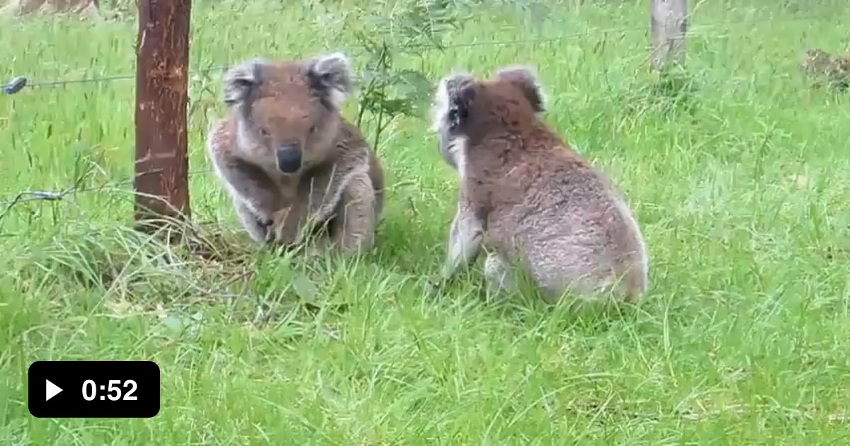Savage koala fight - 9GAG