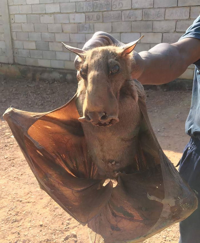 This African Hammer-headed bat is the stuff of nightmares - 9GAG