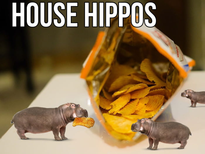 The North American house hippo is actually the smallest hippo ...