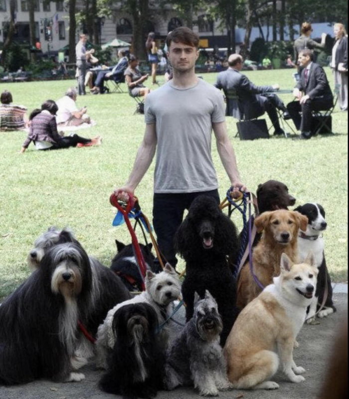 Daniel Radcliffe, Hound Walker - 9GAG
