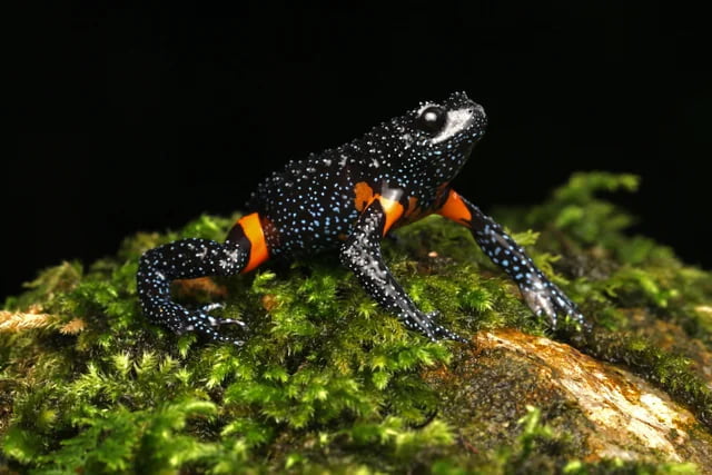 The extremely rare galaxy frog of Kerala Forest, India, is known from ...