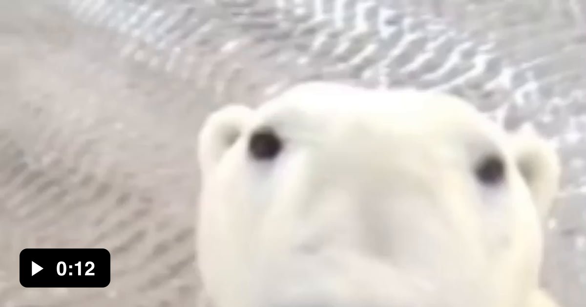 Polar bear sniff - 9GAG