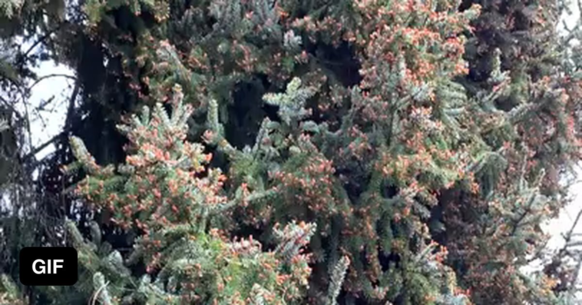 Hitting a spruce tree with a stick - 9GAG