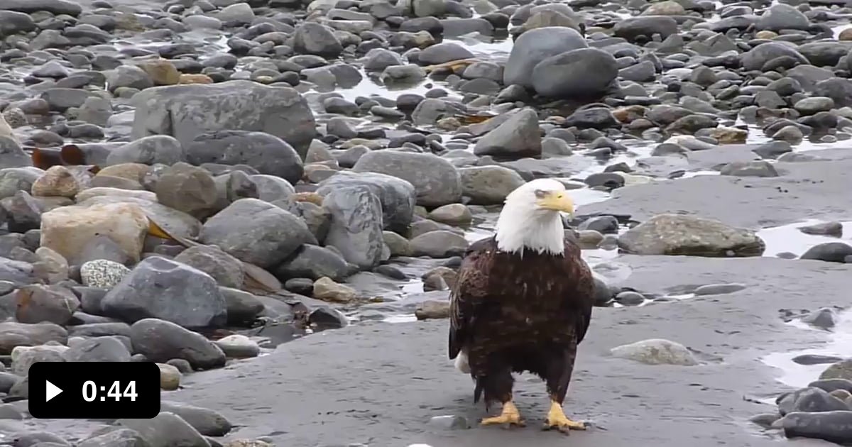 Bald Eagle Walking - 9GAG