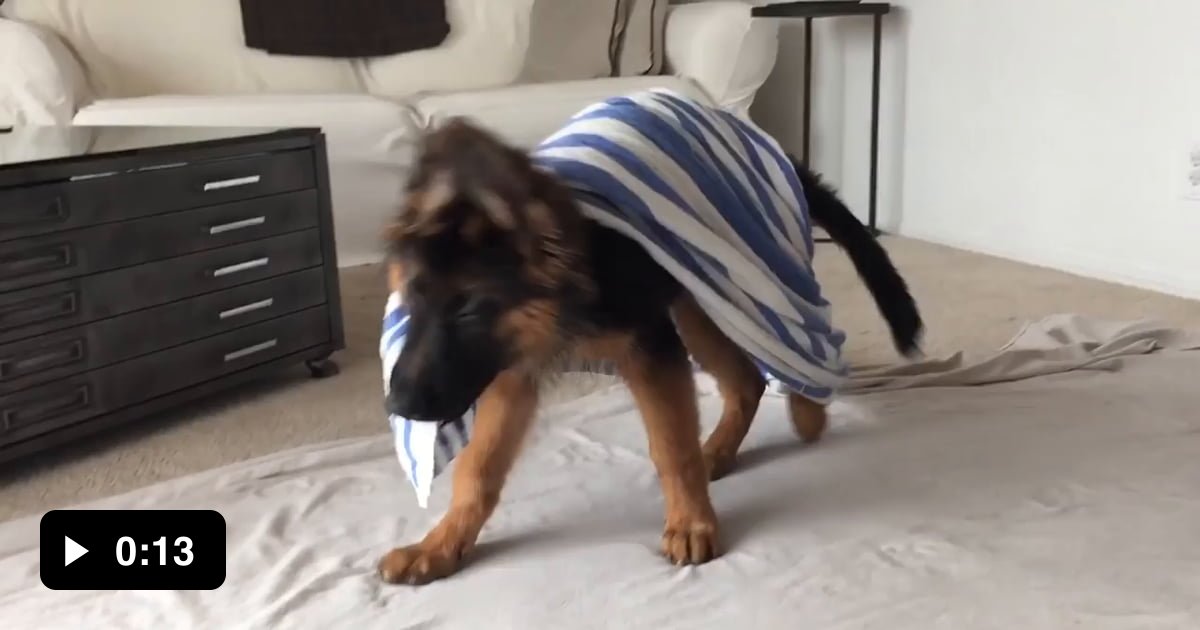Adorable doggo tilts head in cute way - 9GAG