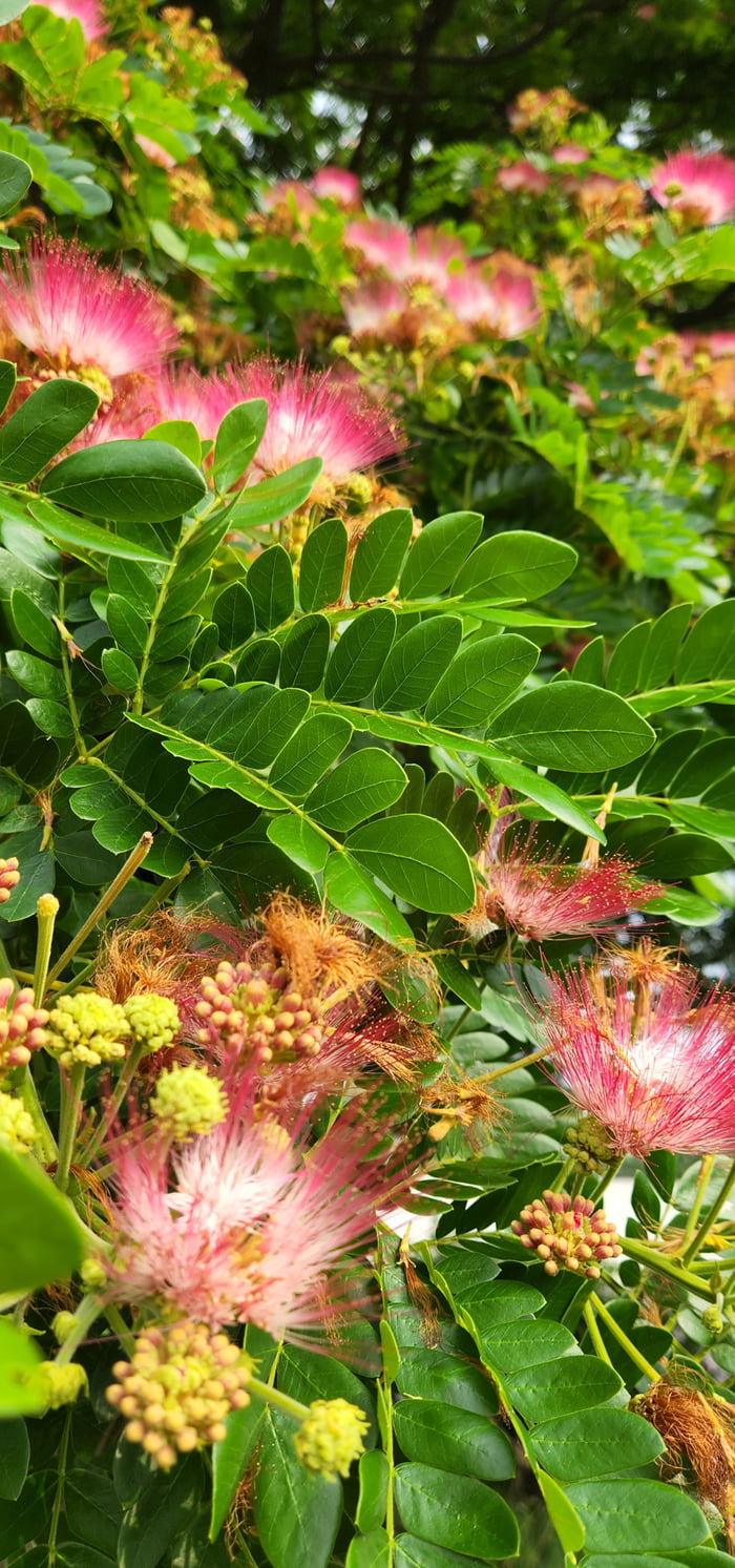 Samanea saman - 9GAG