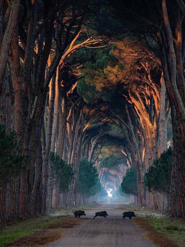 This cinematic tree way - 9GAG