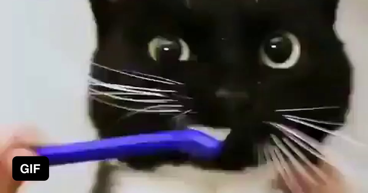 Cat having their teeth brushed - 9GAG