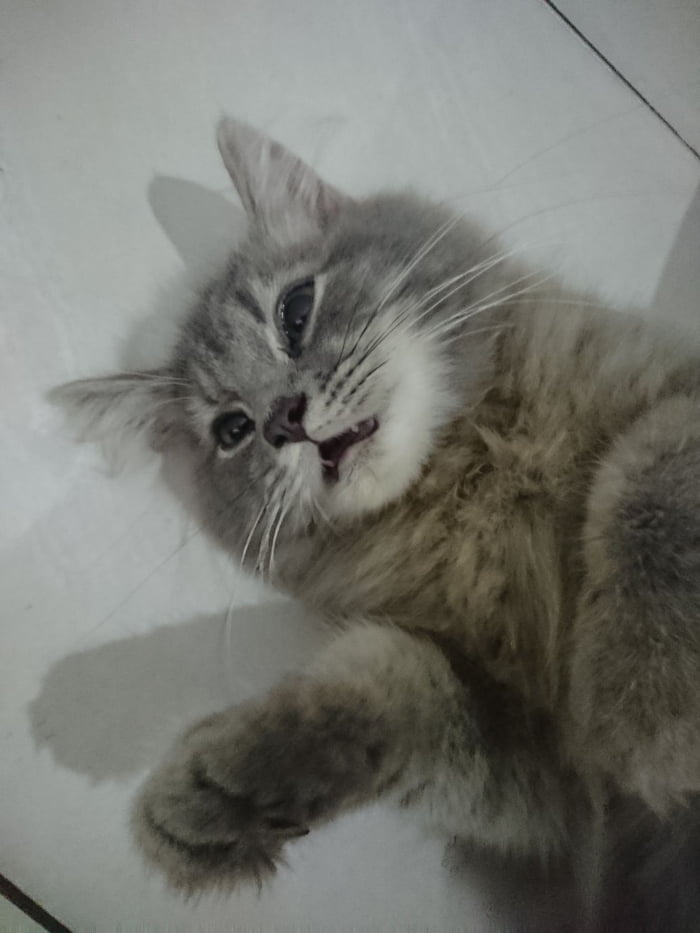 My cat has vietnam flashback - 9GAG