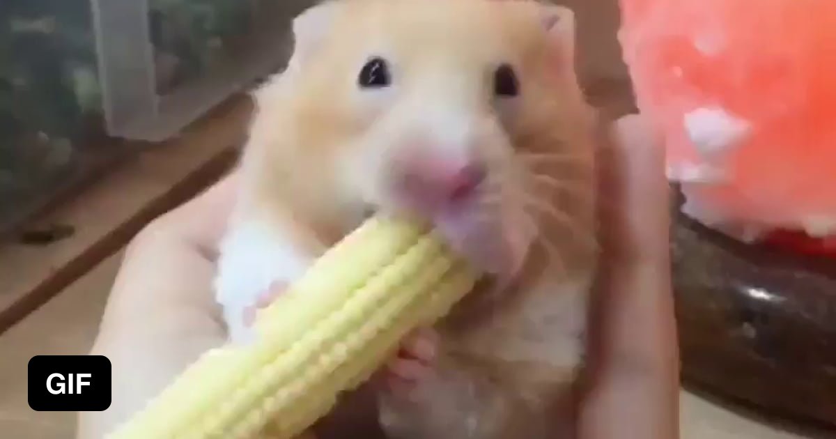 Hamster eating corn - 9GAG