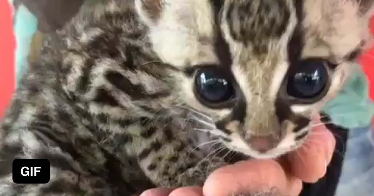 Margay Kitten