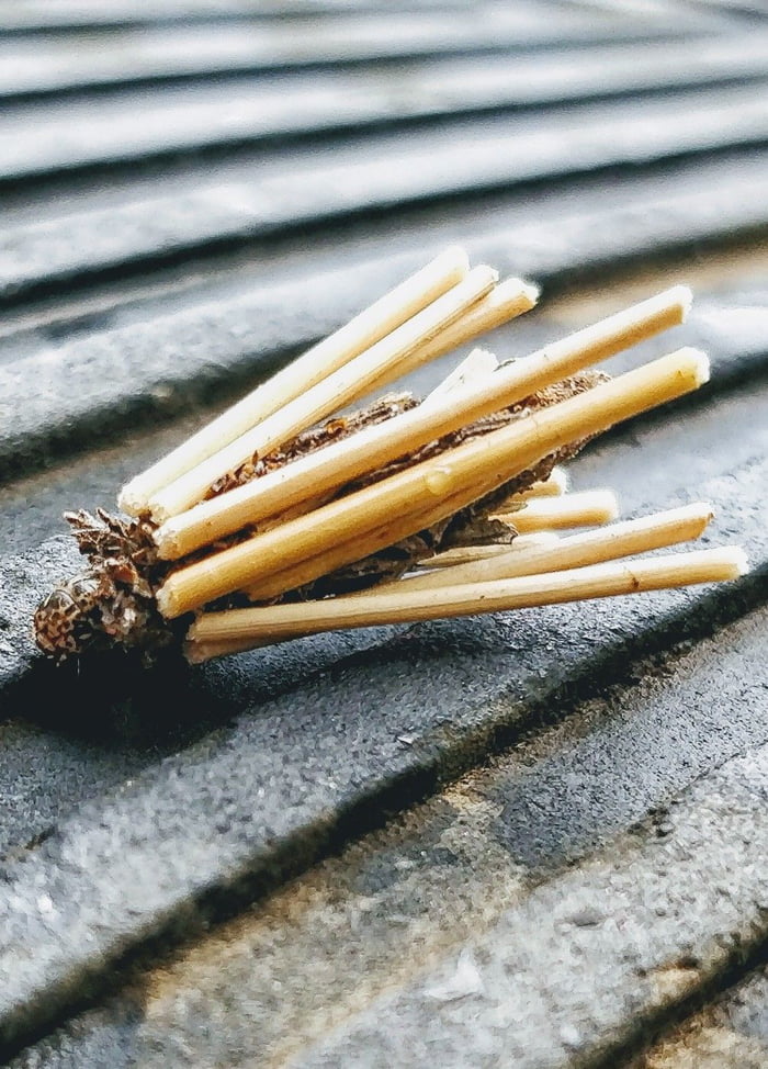 Found this worm with natural camouflage (stick worm). - 9GAG