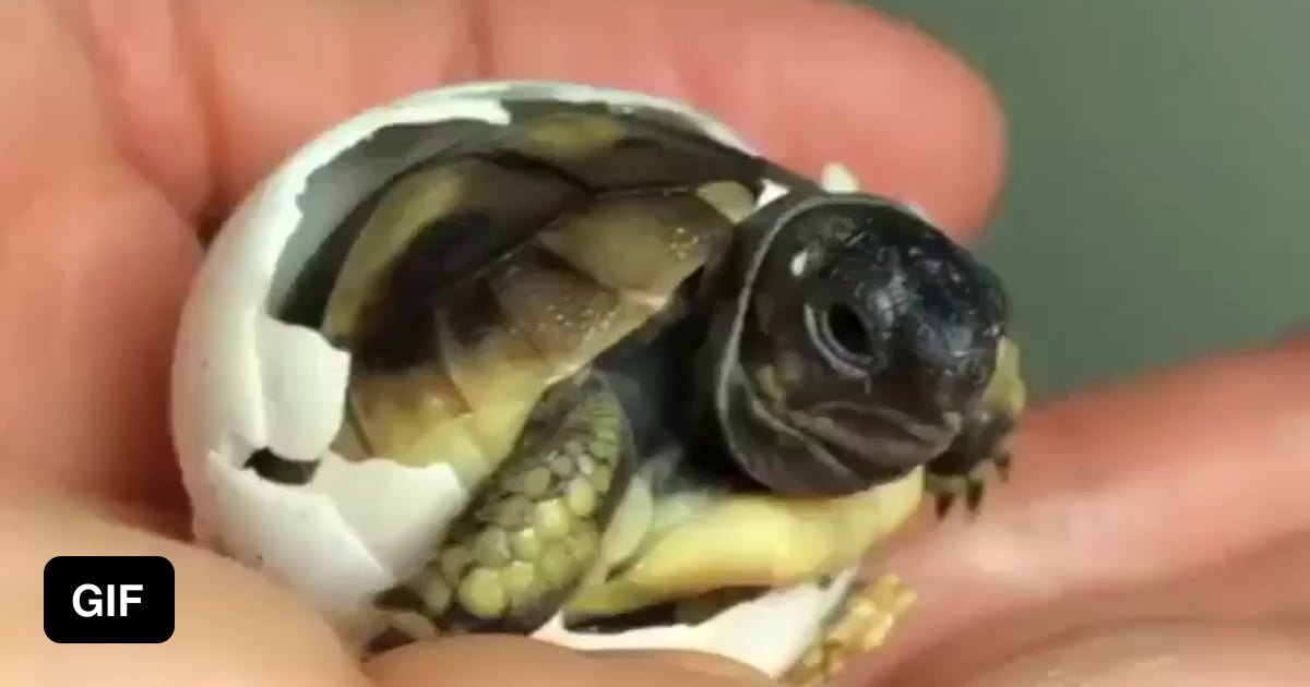 Tiny Tired Turtle - 9GAG