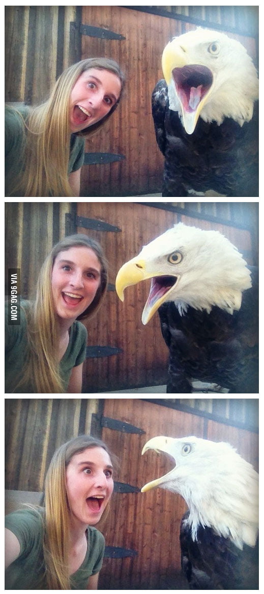 How to take selfies with a bald eagle - 9GAG