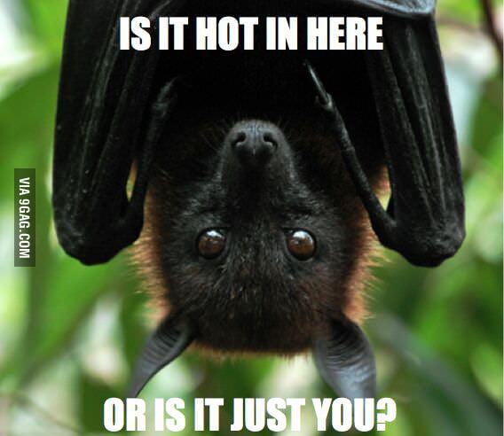 Vampire bats, they can sense heat of your veins. - 9GAG