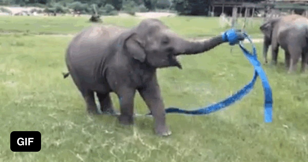 A baby elephant & its streamer - 9GAG