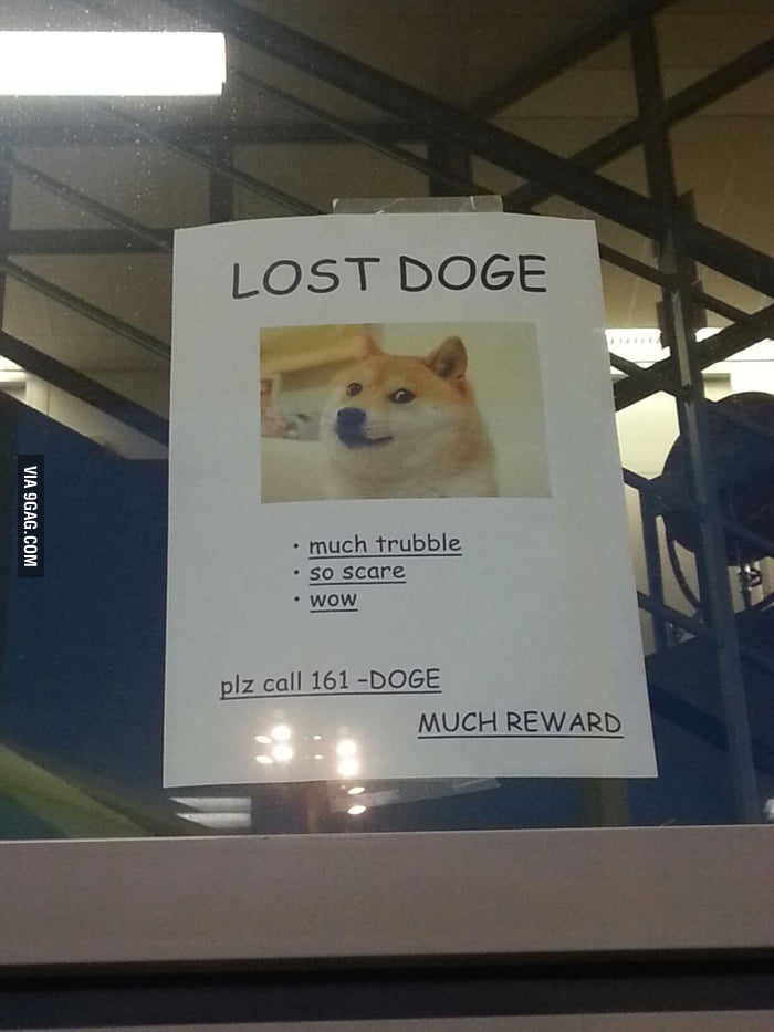 Lost doge in the Netherlands. - 9GAG