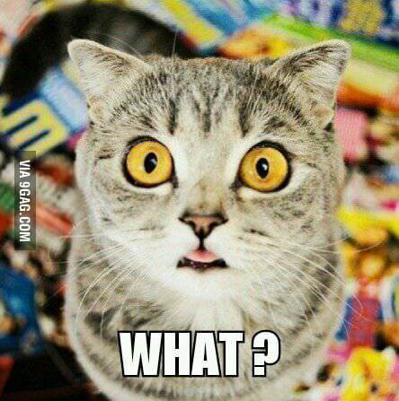 Cat's whaaat expression - 9GAG