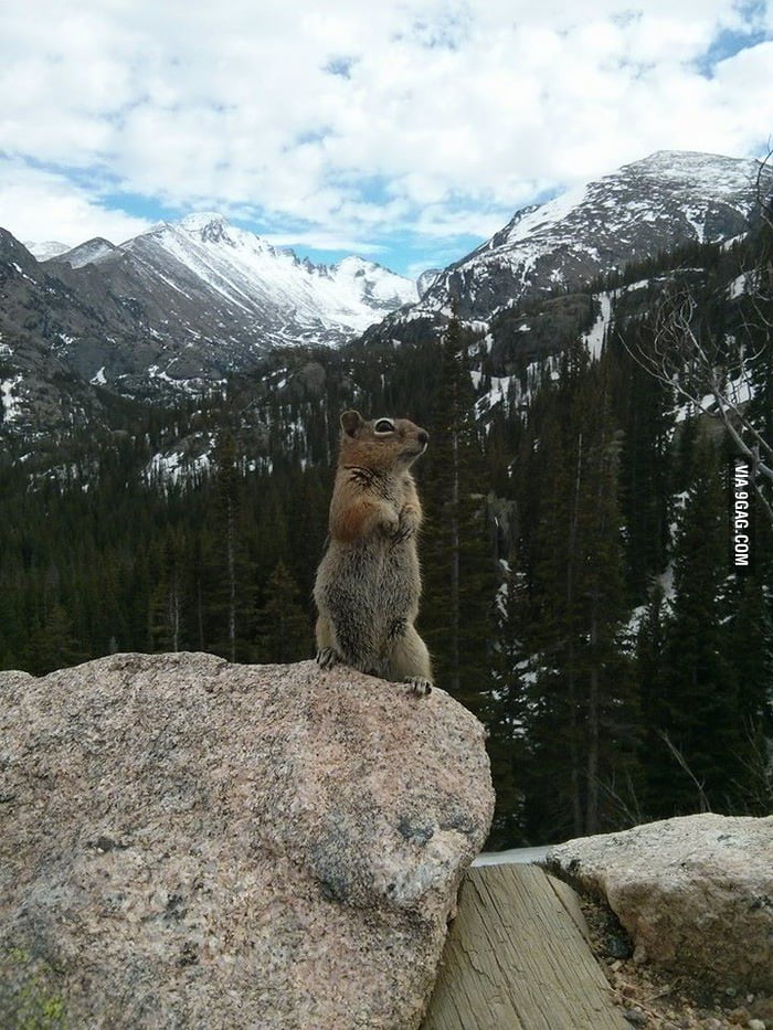 Dramatic chipmunk is dramatic. I took this at Rocky Mt Natl Park - 9GAG