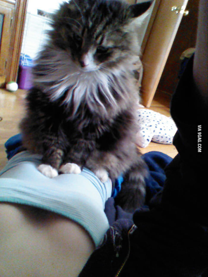 He does this every time I'm laying down - 9GAG