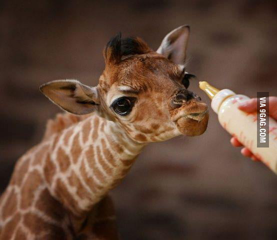 Mmmmm milk... - 9GAG