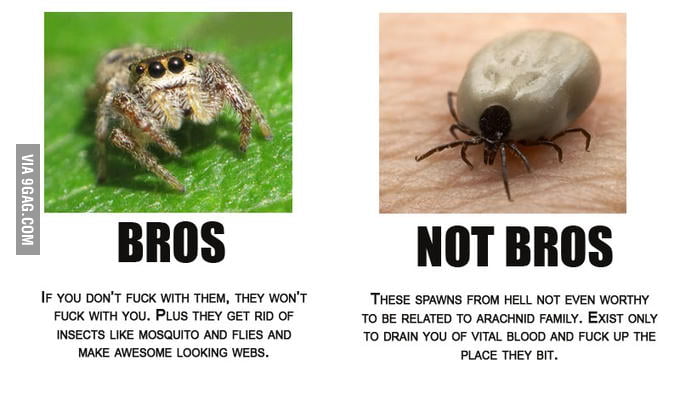 Spiders vs. Ticks - 9GAG