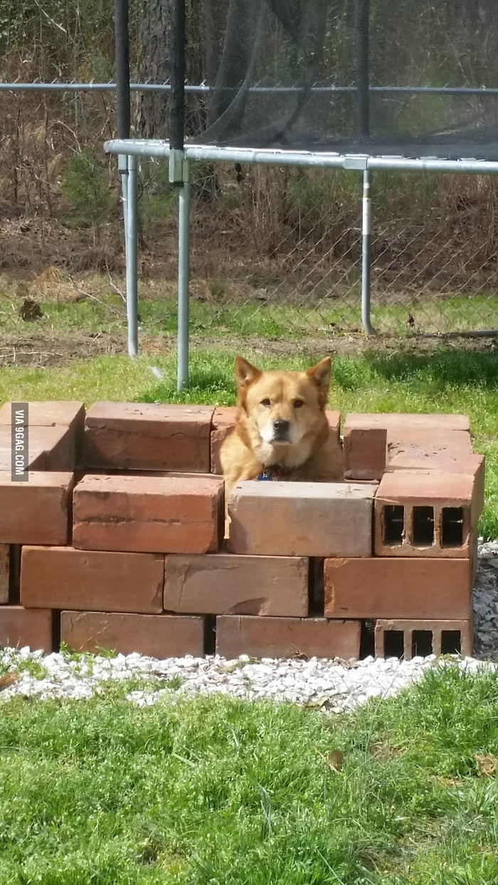 This firepit is a dog fort now. - 9GAG