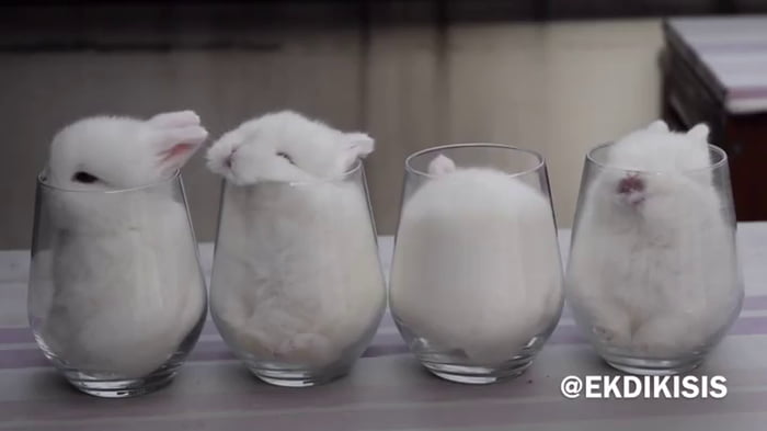 Baby bunnies in cups - 9GAG