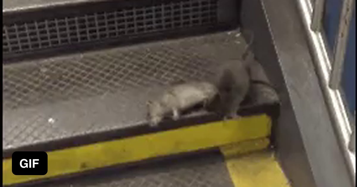 The infamous Billy Cosby rat. - 9GAG