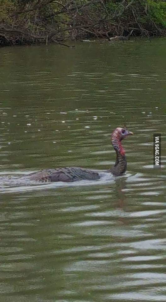 Today, I discovered that turkeys can swim - 9GAG