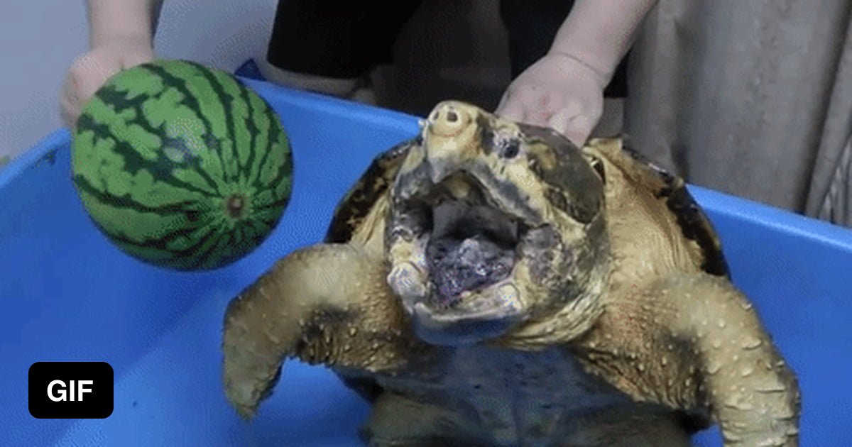 A snapping turtle enjoying a watermelon - 9GAG
