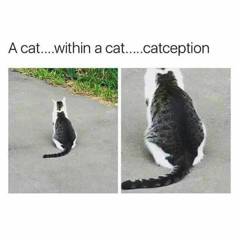 Catception - 9GAG