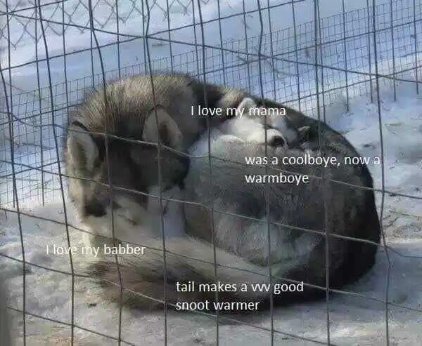 Smol floof does a swirl - 9GAG