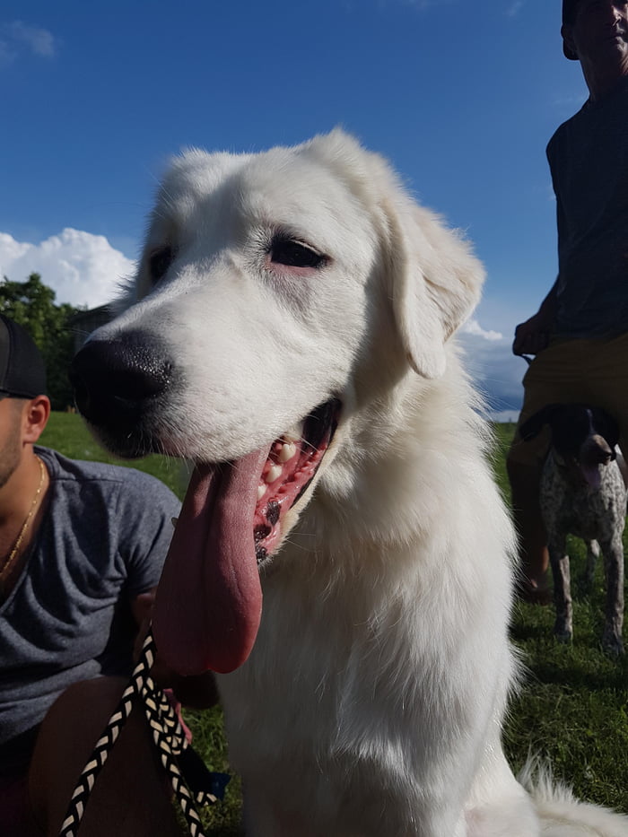 Big, Good, Pretty, What a rare pupper - 9GAG