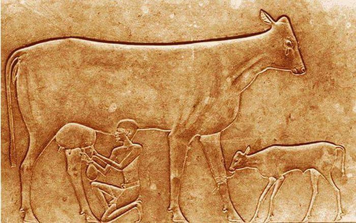 The crying cow ancient Egypt. Details in the 1st comment. - 9GAG